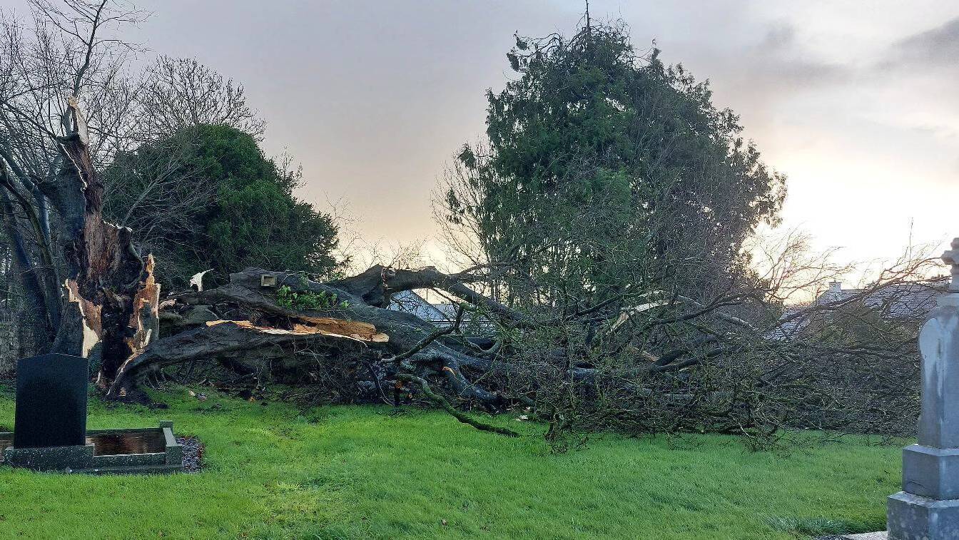 Landmark 300-year-old tree in County Roscommon toppled by Storm Darragh ...
