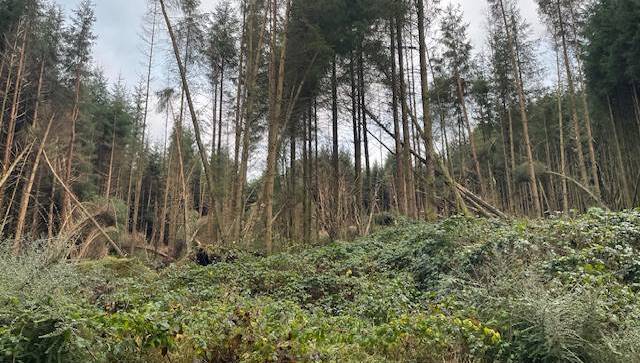 Public meeting for forest owners who have storm-damaged forests - News ...