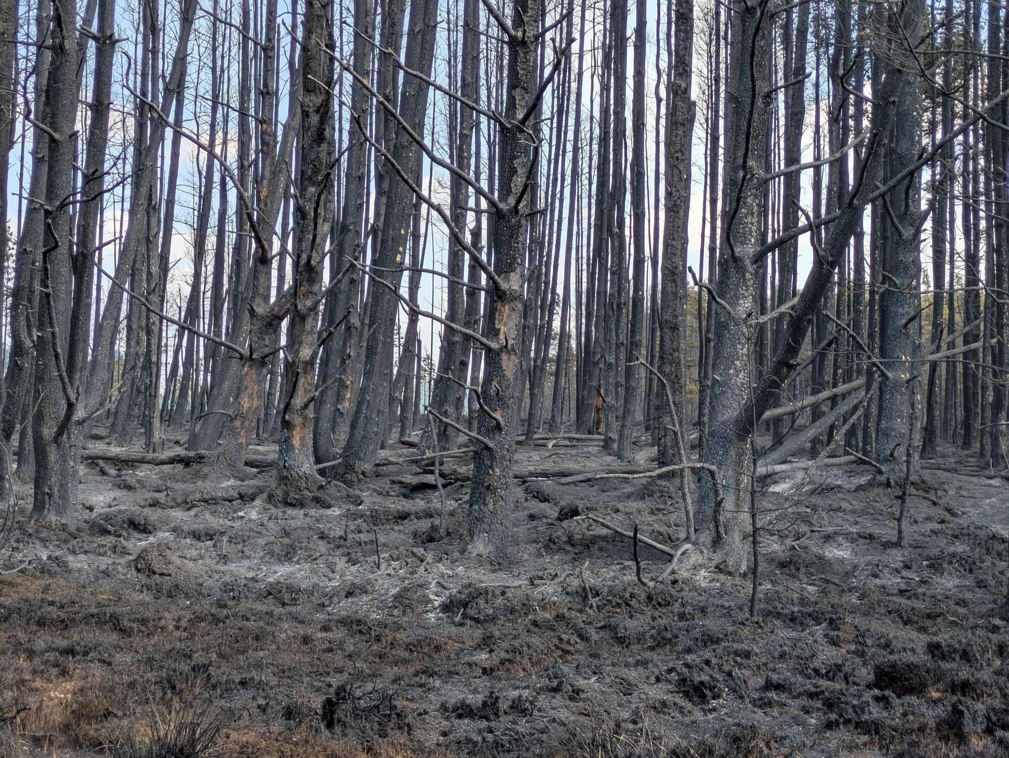Watch: ‘It’s a scene of utter devastation’ - News - Roscommon Herald